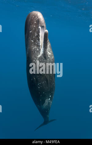 Physeter macrocephalus, Sperm whale tooth Stock Photo: 75332289 - Alamy