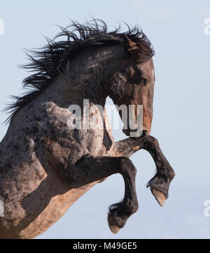 Horse Mustang rearing up on hind legs Namib Desert near the town of ...