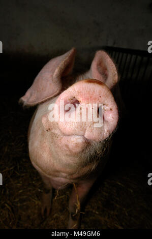 Pig in a pigsty Stock Photo - Alamy