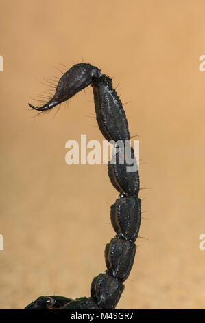 Asian Forest Scorpion (Heterometrus longimanus), Kuching, Borneo ...
