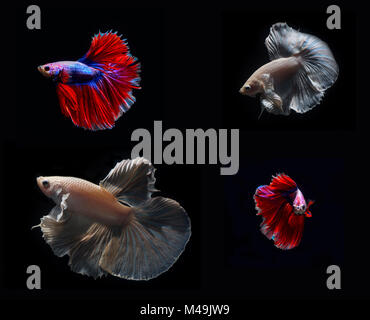 Collection of colorful Siamese fighting fish. Mixed beautiful betta ...