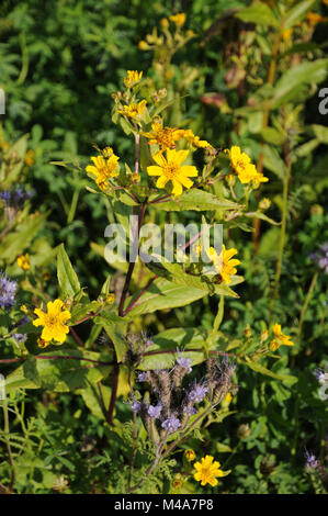 Guizotia abyssinica, Niger seed, green manure Stock Photo - Alamy