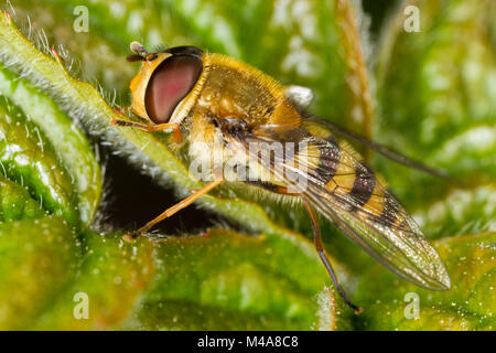 Syrphus ribesii, hoverfly Stock Photo - Alamy