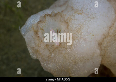 Flohkrebs lebt im Inneren einer Ascidie, Manteltier, Leucothoe ...