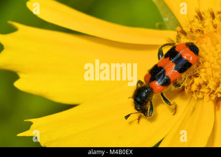 Common bee beetle Stock Photo - Alamy