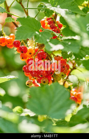 common horsetail or red currant (Ribes rubrum),Germany,Europe Stock ...