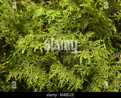 Glittering wood-moss (Hylocomium splendens), with spores, UK Stock ...