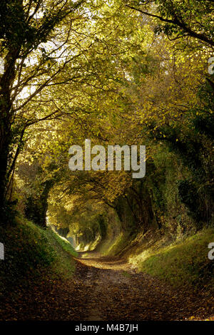 halnaker tunnel of trees in west sussex, england Stock Photo - Alamy