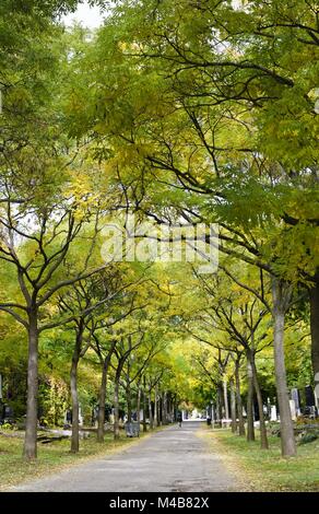alley with autumnally colored locust trees Stock Photo - Alamy
