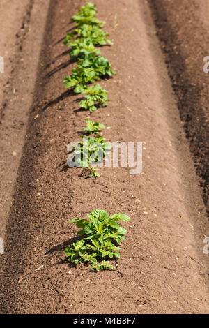 Close up of furrow rows with potatoes just planted in organic field ...