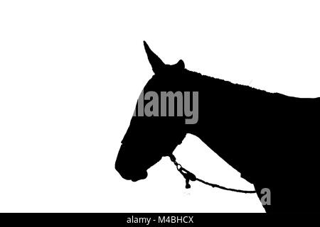 Side View Body Part Mule Isolated Stock Photo - Alamy