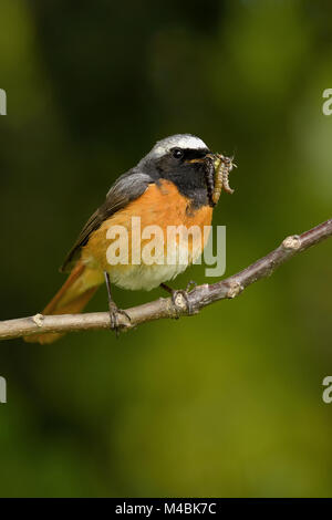 Male common redstart Stock Photo - Alamy