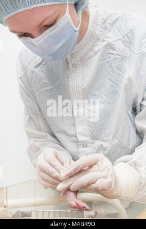 Laboratory mouse in hands Stock Photo - Alamy