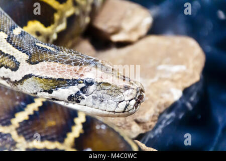 Python head in the midst of stones Stock Photo - Alamy