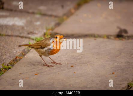 Robin carrying food Stock Photo - Alamy