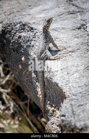 Lizard Grandidier's Madagascar swift, Oplurus grandidieri, Andringitra ...