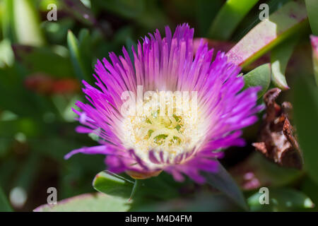 Fig-marigold (Mesembryanthemum edule), Pescadero State Beach ...