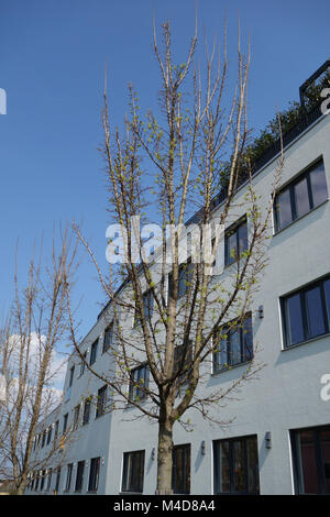 Acer platanoides 'Columnare' Stock Photo - Alamy