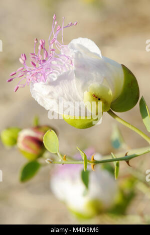 Bush caper, caper flowers Bush caper, caper flowers Bush caper, caper ...
