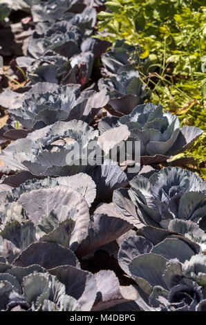 Fresh ripe red cabbage grows on a small organic farm in a Southern ...