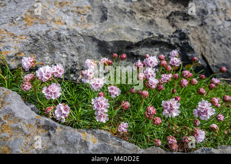 Small purple flowers Stock Photo - Alamy