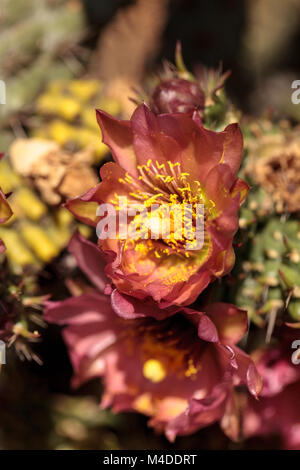 Purple flower on a ford barrel cactus, Ferocactus fordii Stock Photo ...