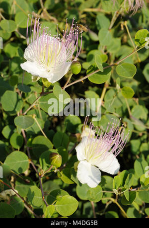 Bush caper, caper flowers Bush caper, caper flowers Bush caper, caper ...