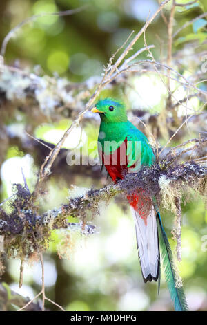 Resplendent Quetzal in Costa RIca, male with an insect in its beak to ...