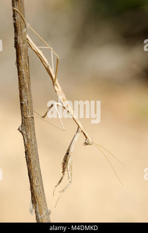 small mantis on a branch Stock Photo - Alamy