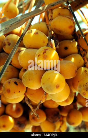 Al Ain Oasis, dates farm Stock Photo - Alamy