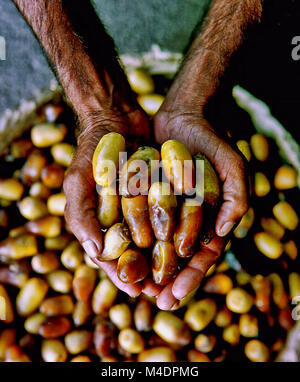 HANDFUL OF DATES Stock Photo - Alamy