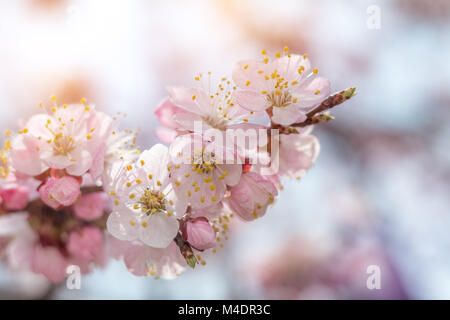 Spring border or background art with pink blossom. Beautiful nature ...