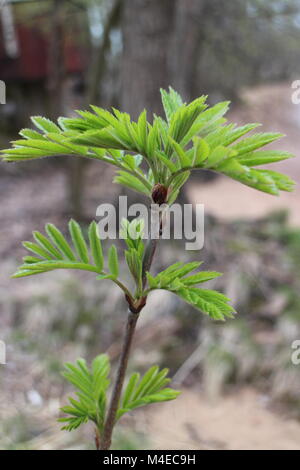 Young ash leaves. Close up of Common Ash Tree Leaves isolated on white ...