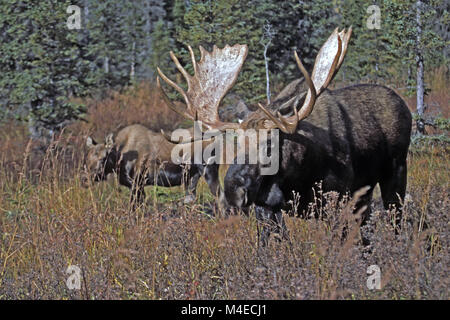 A bull moose and cow mating in west Anchorage in autumn, Southcentral ...