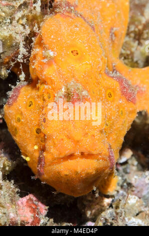 Painted Frogfish, Antennarius pictus, with Copepod parasite, Copepoda ...