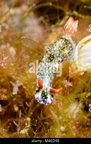 Nudibranch Sea Slug, Hypselodoris roo, laying an egg ring, while ...