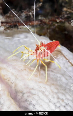 Red-striped Cleaner Shrimp, Lysmatella prima, Lembeh Strait, North ...