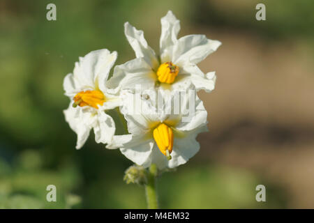Solanum tuberosum, Potato Stock Photo - Alamy