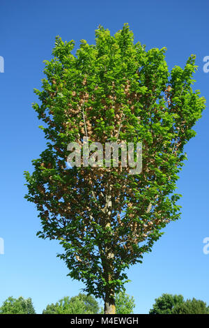 Ulmus glabra, Mountain Elm, Seeds Stock Photo - Alamy