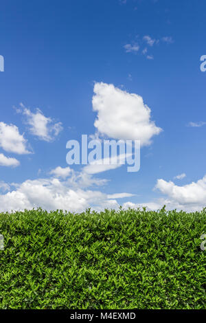 Hedge against the sky Stock Photo - Alamy