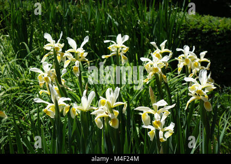 Iris ochroleuca, syn. Iris orientalis, oriental iris Stock Photo - Alamy
