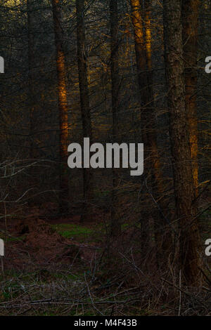 Fir branches in the sunset light. Spruce branches on green background ...