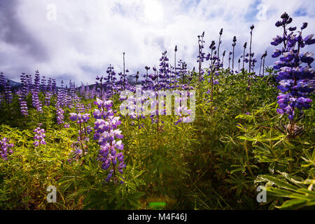 Flowers in Alaska Stock Photo - Alamy