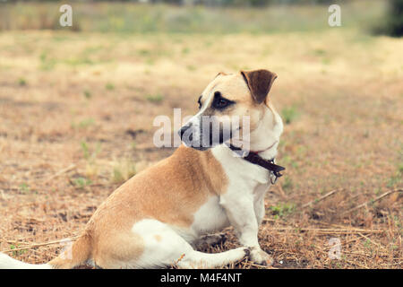 Red dog playing on the yellowed lawn. Shallow depth of field. Toned ...