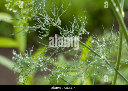 Dill with rain water drops Stock Photo - Alamy