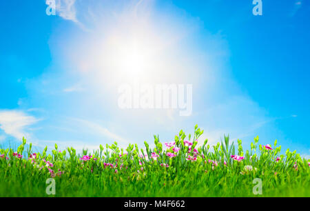 sunny meadow with flowers and green grass in spring at countryside ...