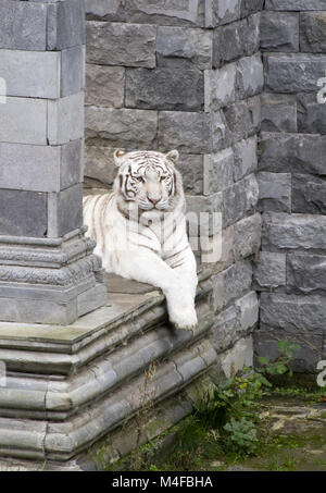 Bengal tiger close view at zoo at different position at national park ...