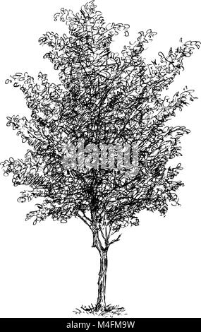 Hand drawn beech tree Stock Vector Image & Art - Alamy