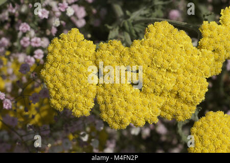 Achillea filipendula, fernleaf yarrow Stock Photo - Alamy