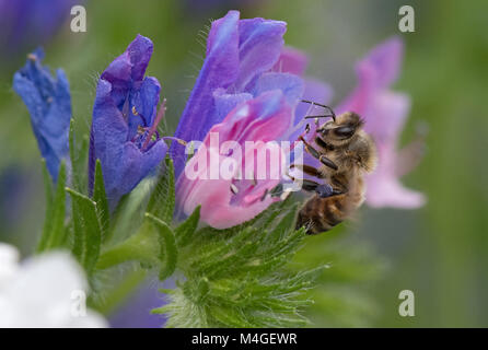 A bee feeds on the nectar of flowers Stock Photo - Alamy